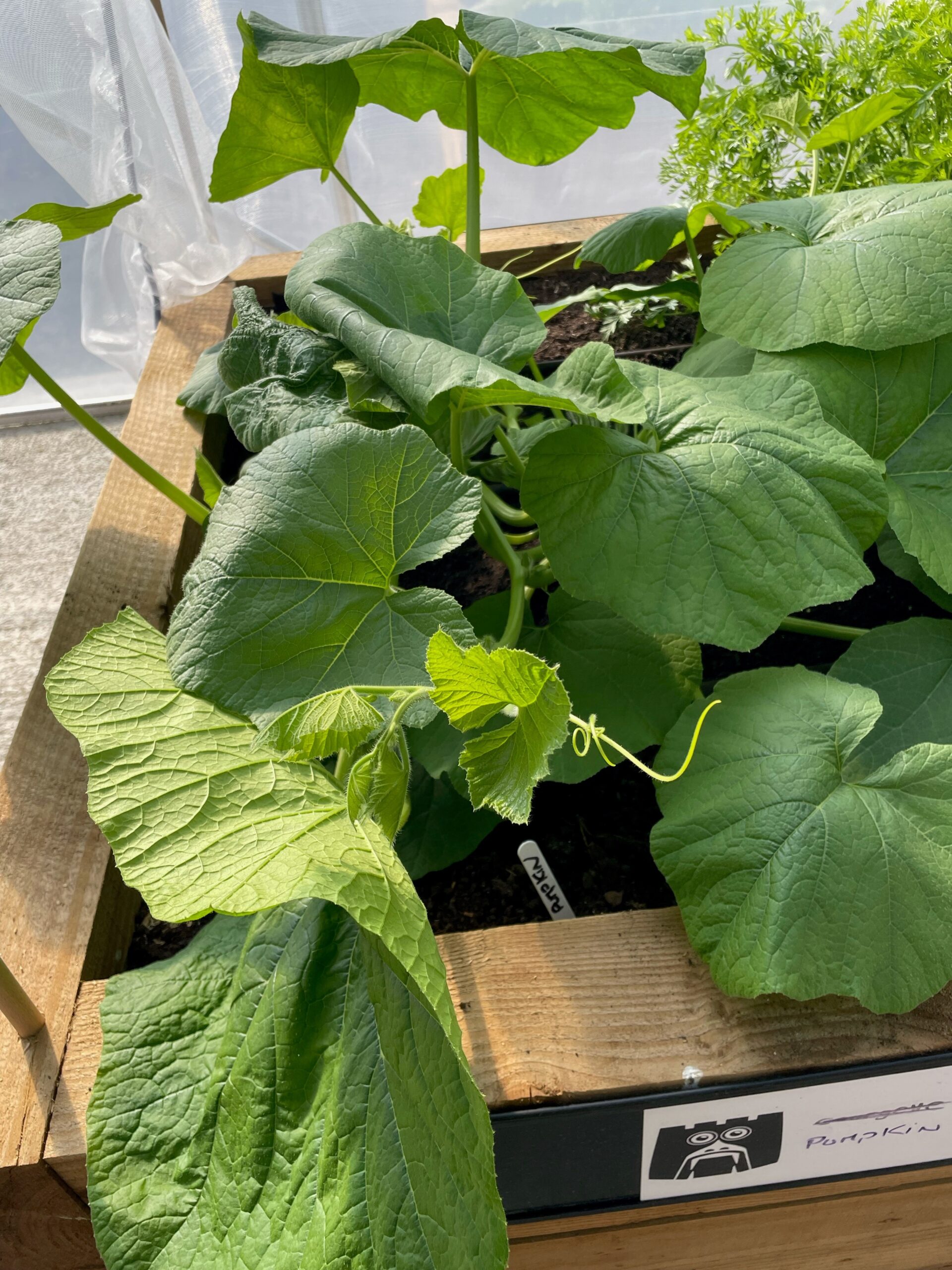 Our Gardens – The Forbidden Corner