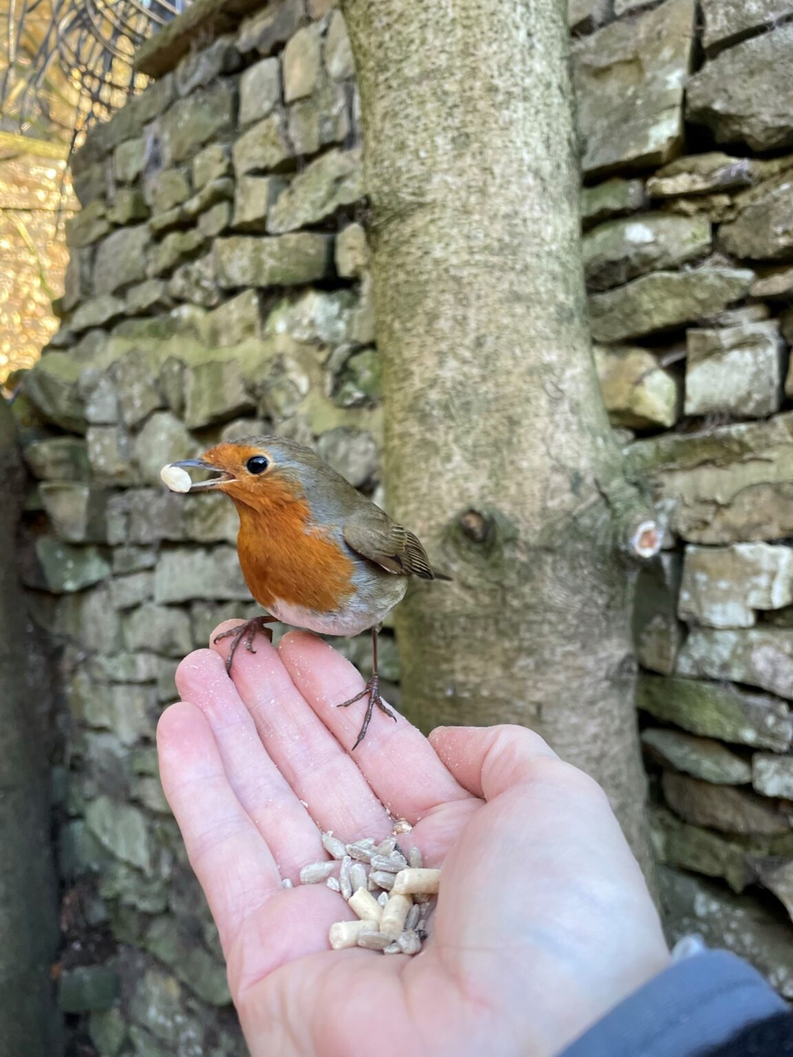 Our Gardens – The Forbidden Corner